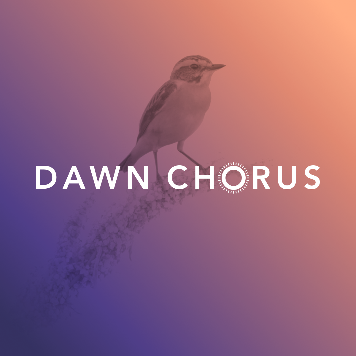 Dawn Chorus - The Chorus - Citizen Science